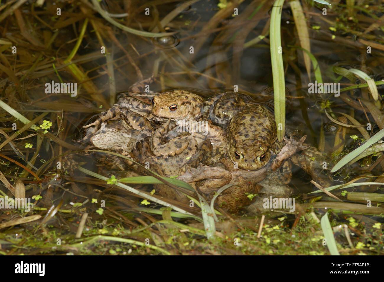 Natural closeup on a ball of male European common toad, Bufo bufo busy ...