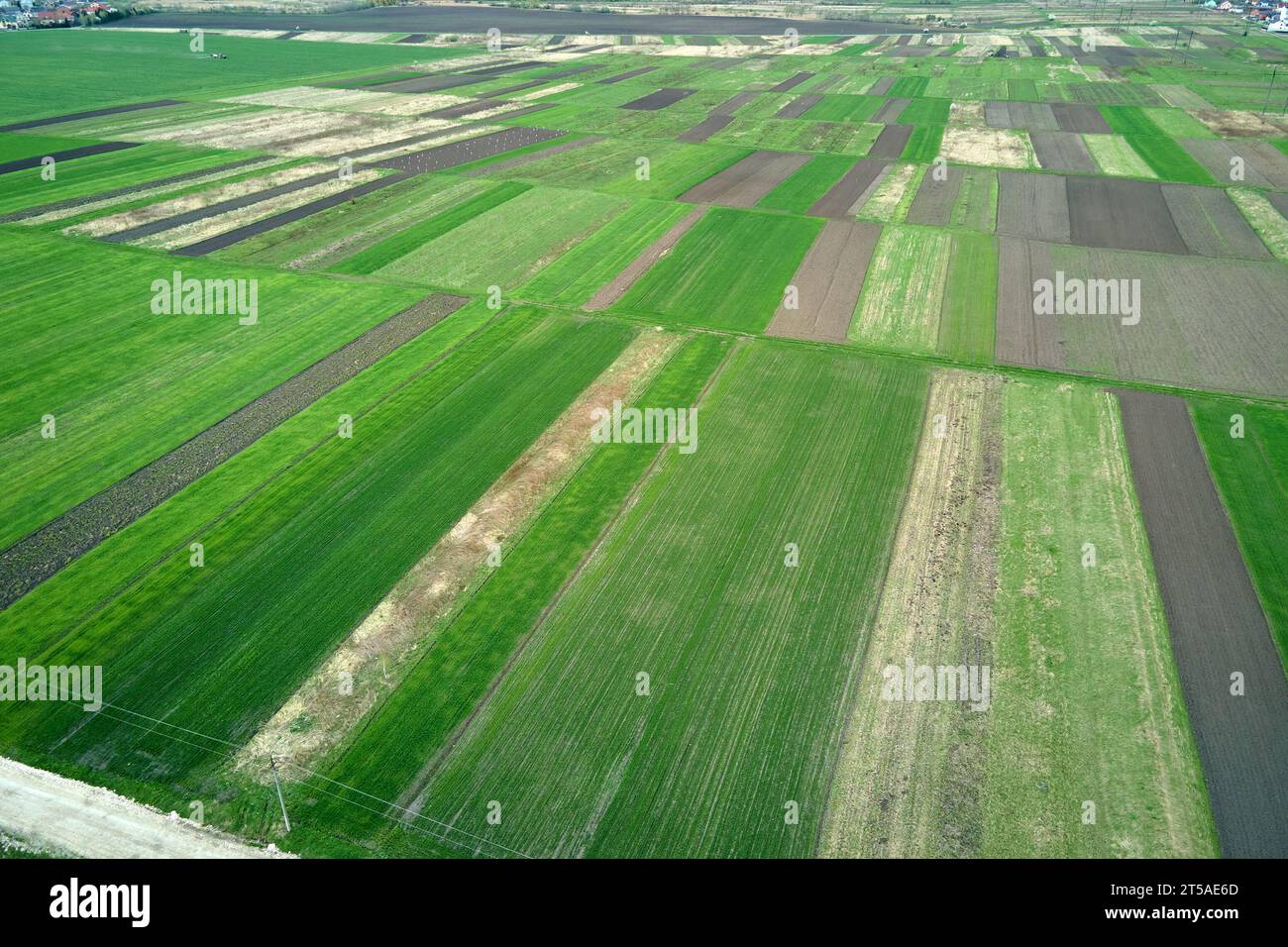 Green agricultural field with growing crops in summer season. Farming ...