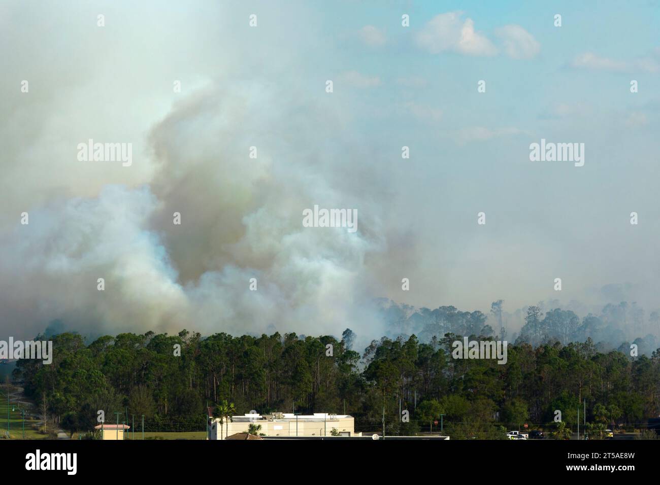 Huge wildfire burning severely in Florida jungle woods. Hot flames in ...