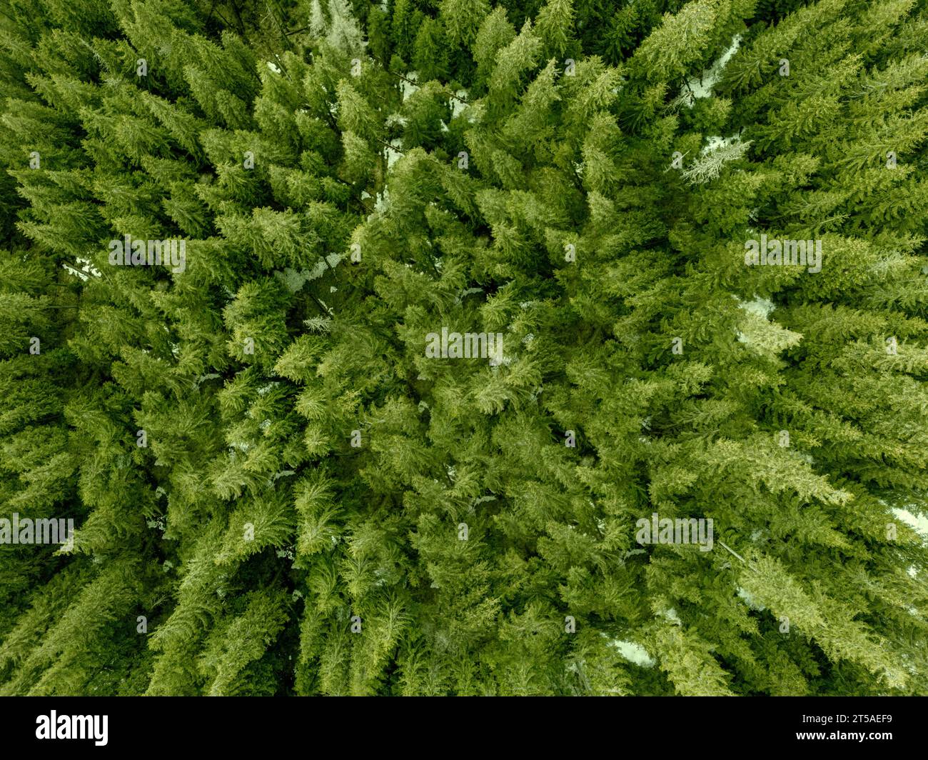 Aerial view green forest canopies hi-res stock photography and images ...