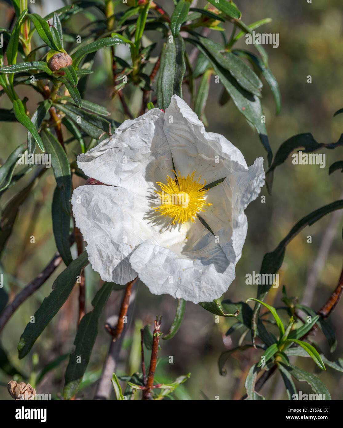 Gum rockrose, Cistus ladanifer. Photo taken in La Pedriza, Guadarrama ...