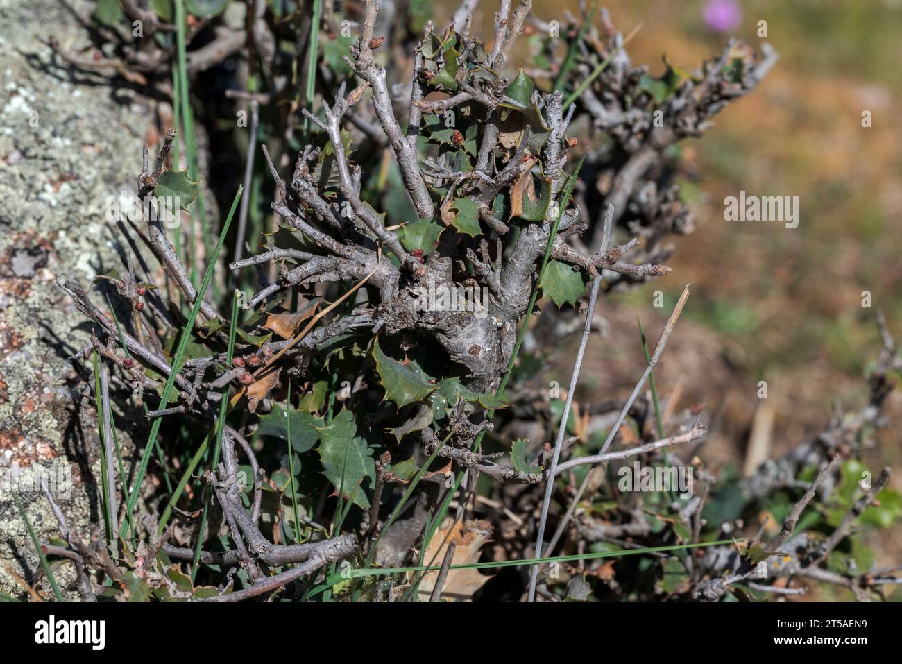 Specimen of Holm oak, Quercus rotundifolia, browsed by goats. Photo ...