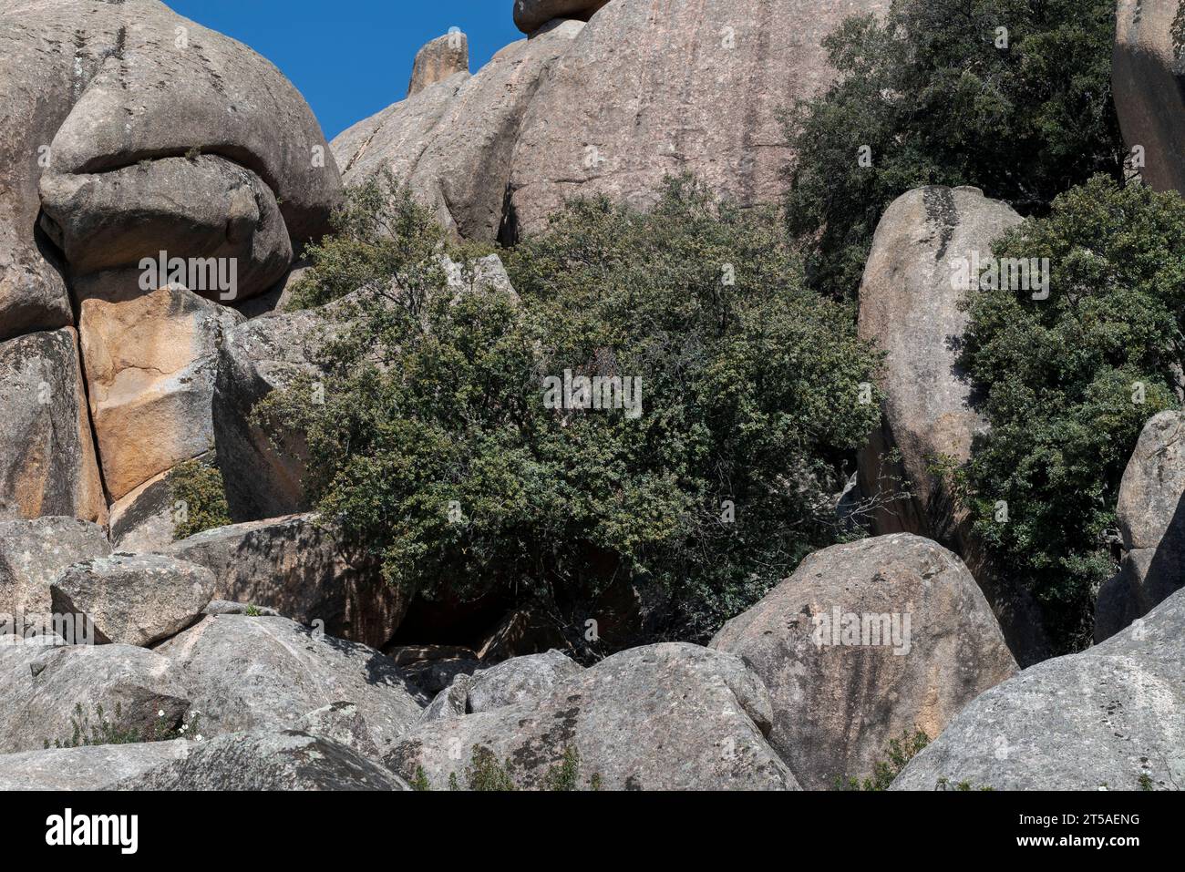 Holm oak, Quercus rotundifolia, growing on the rocks. Photo taken in La ...