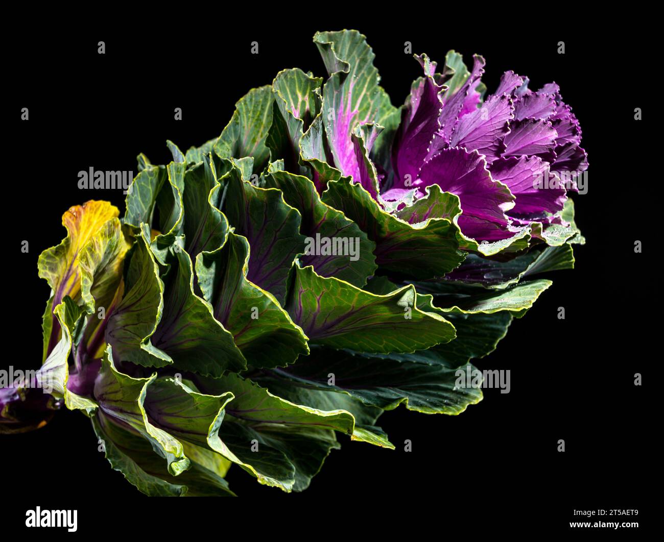 Dekorative cabbage flower brassica oleracea on a black background ...