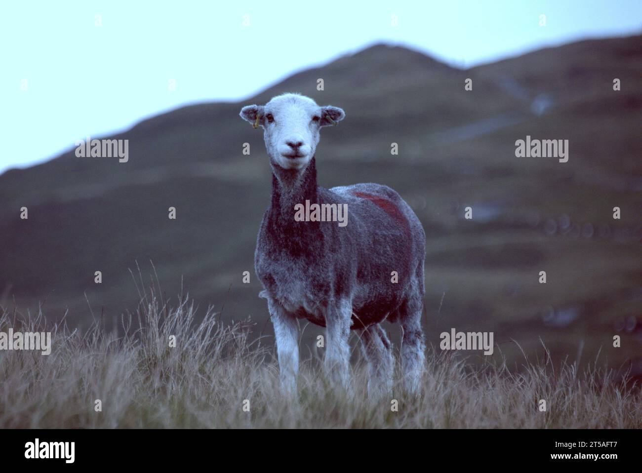 Sheep gazes in Duddon valley, lake district, cumbria, cockley beck ...