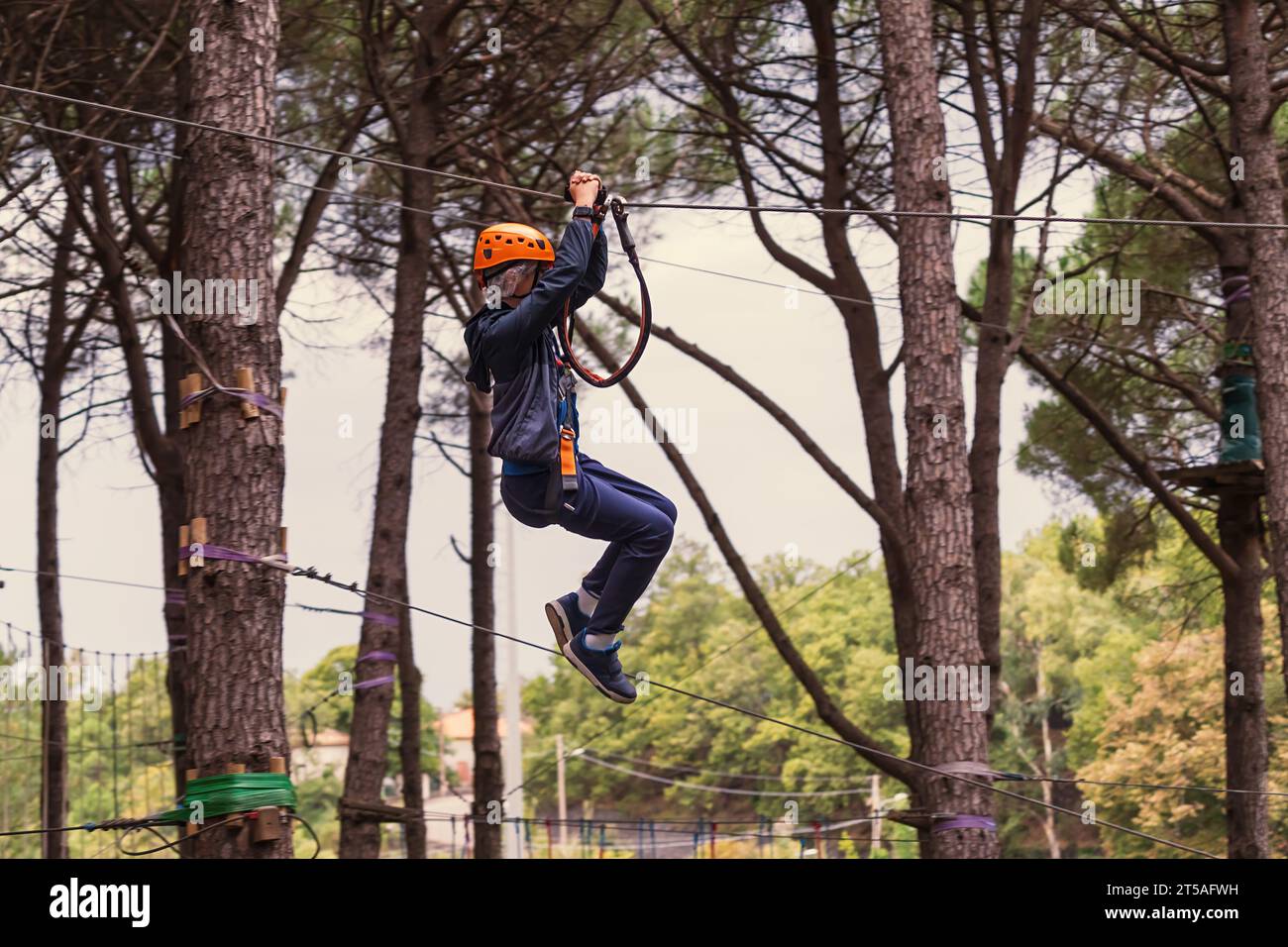 An adventurer zip-lining with speed amongst tall pine trees, enjoying ...