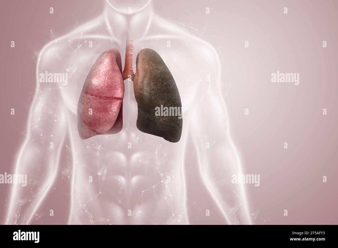 Human Outline with Lungs 3D illustration - Part of Human Organic ...