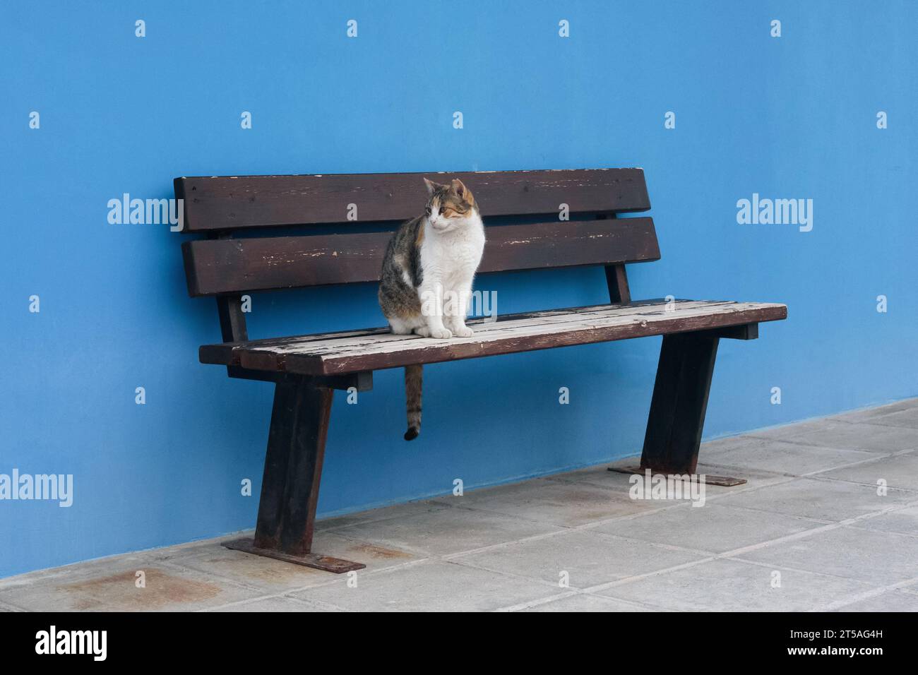 Cat sits on bench hi-res stock photography and images - Alamy