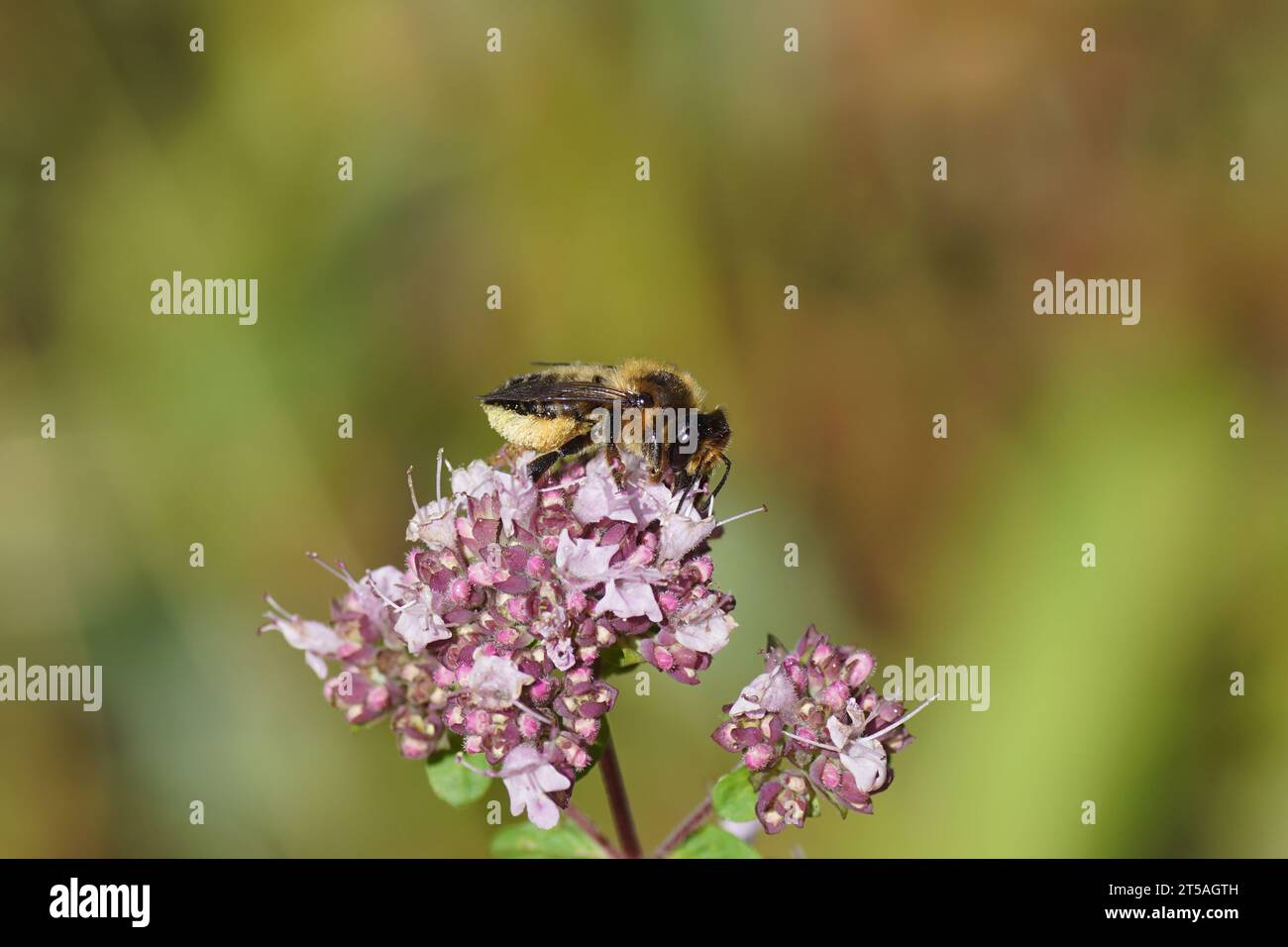 Megachile willughbiella, Willughby's leaf-cutter bee, family ...
