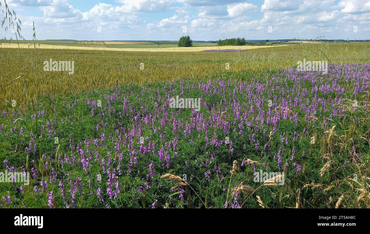field meadow flowers lowland landscape in nature landscape for ...