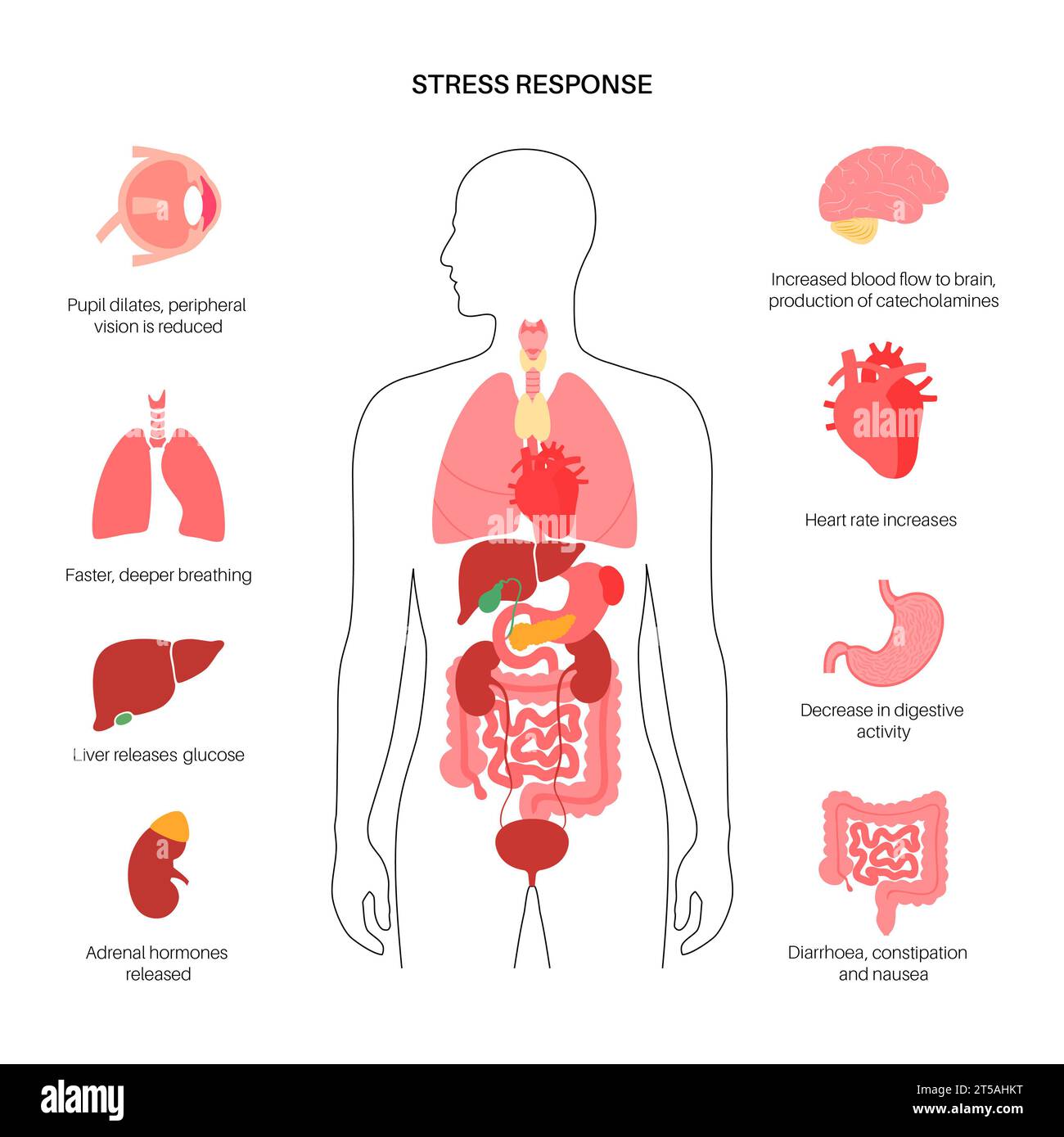 Stress response, illustration Stock Photo - Alamy