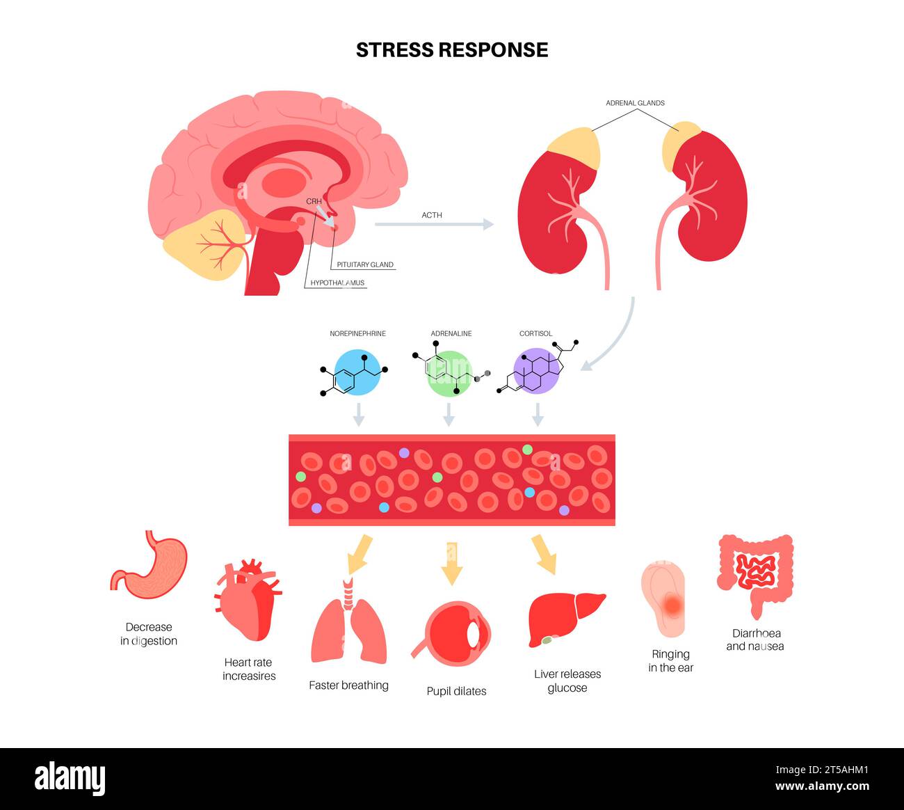 Endocrine system and stress hi-res stock photography and images - Alamy