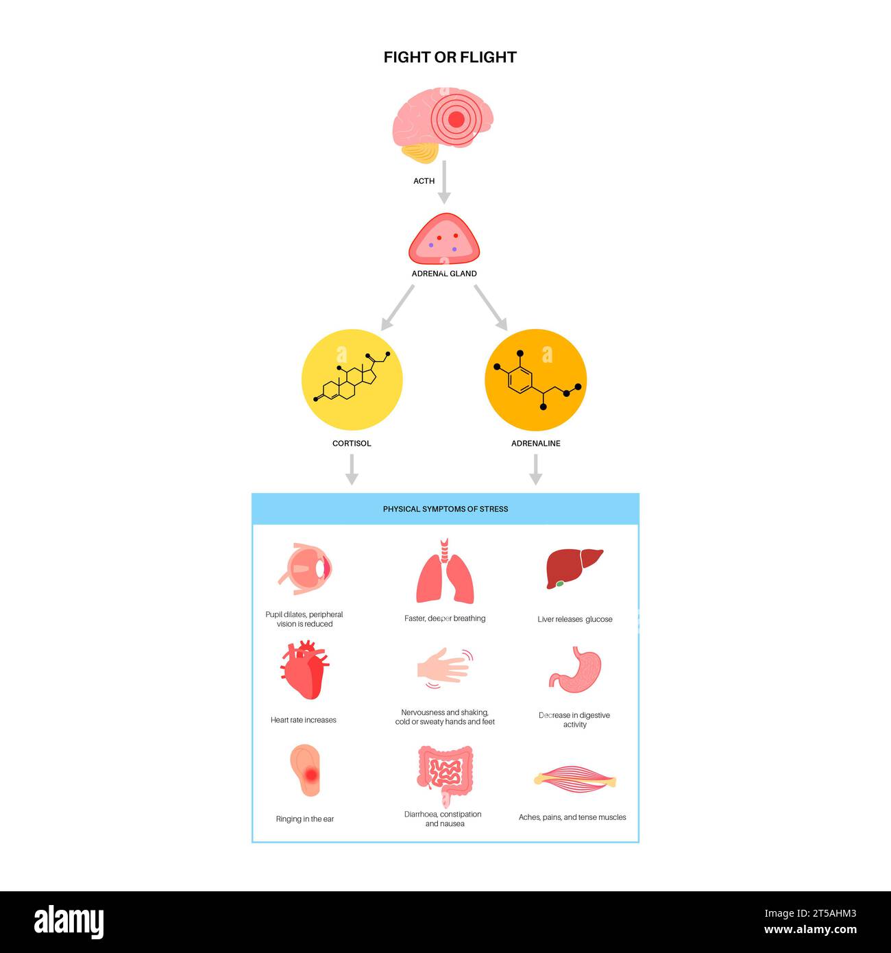 Response fight or flight Cut Out Stock Images & Pictures - Alamy