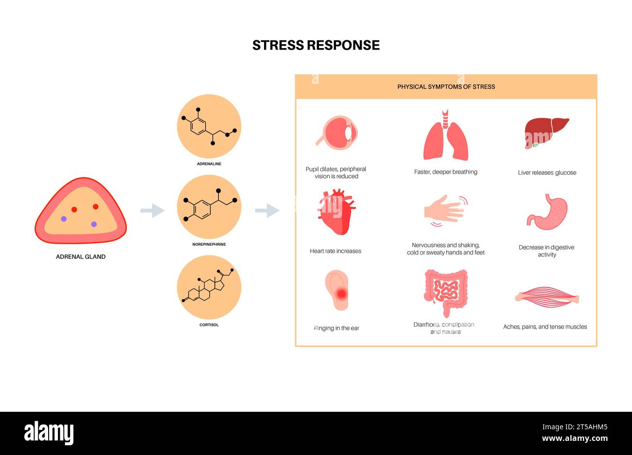 Stress response, illustration Stock Photo - Alamy