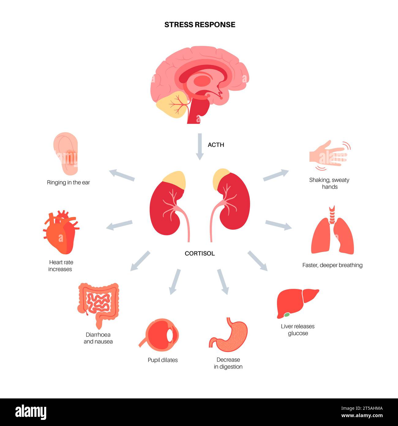 Stress response, illustration Stock Photo - Alamy
