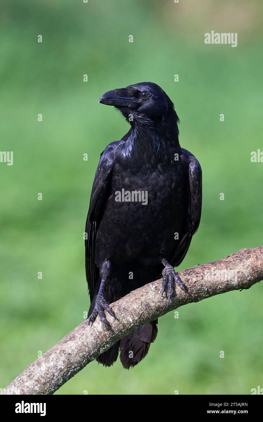 Common raven (Corvus corax) in its natural enviroment Stock Photo - Alamy