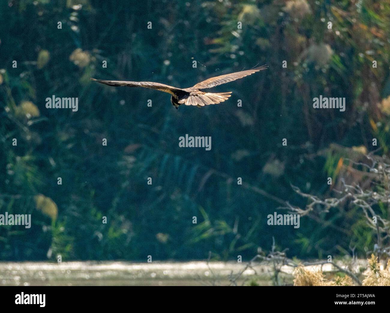 Marsh Harrier (Circusae aeruginosus) flying over Voroklini Lake ...