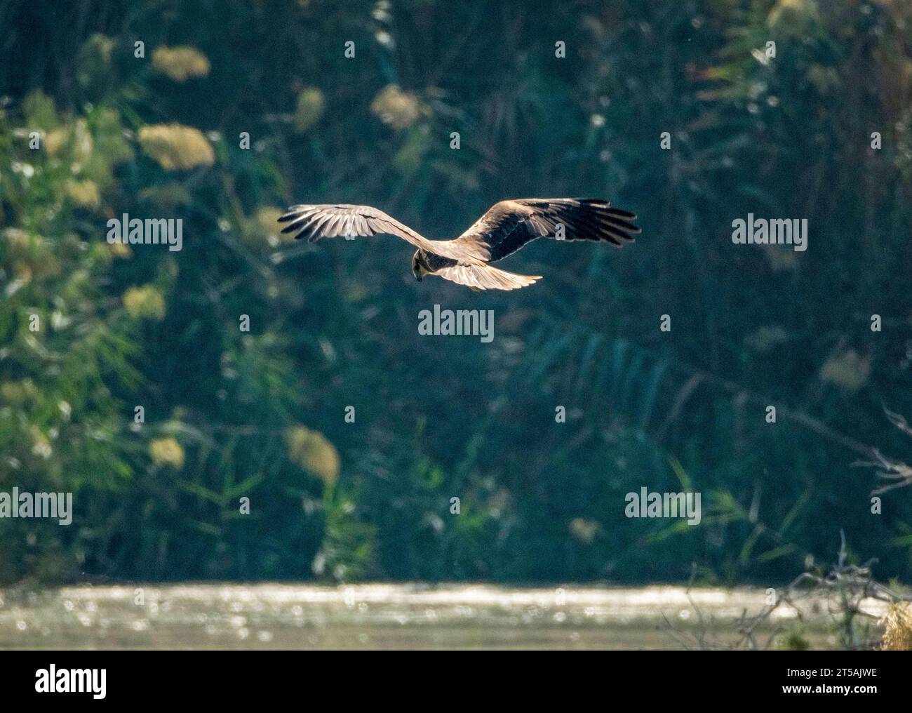 Marsh Harrier (Circusae aeruginosus) flying over Voroklini Lake ...