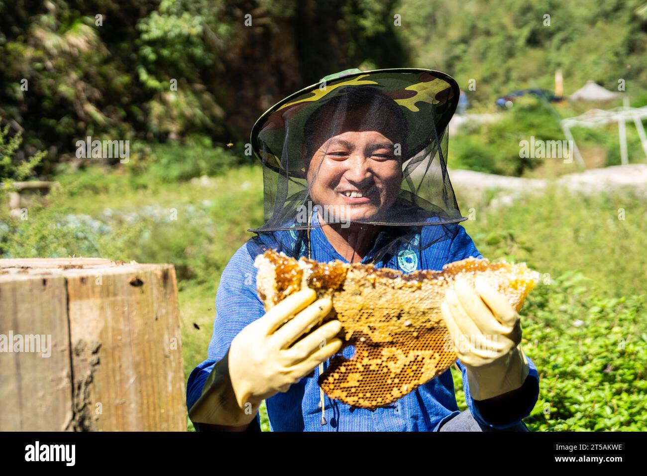 Changsha, China's Hunan Province. 1st Nov, 2023. A man collects honey ...