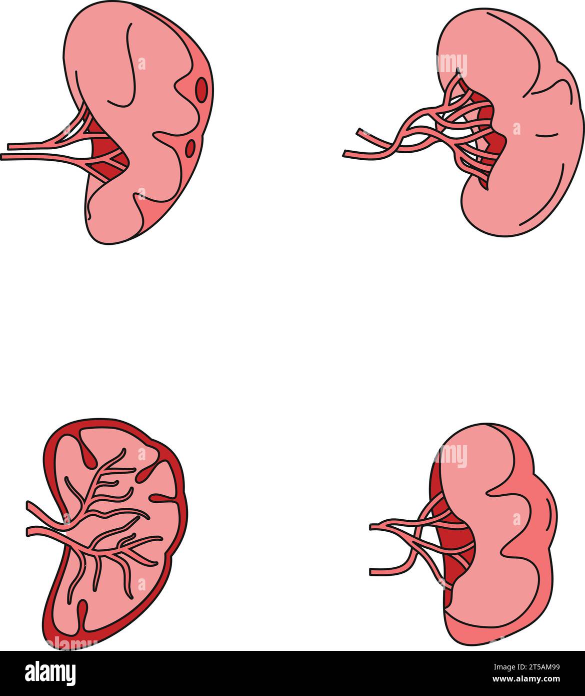Spleen milt anatomy icons set. Outline illustration of 4 spleen milt ...