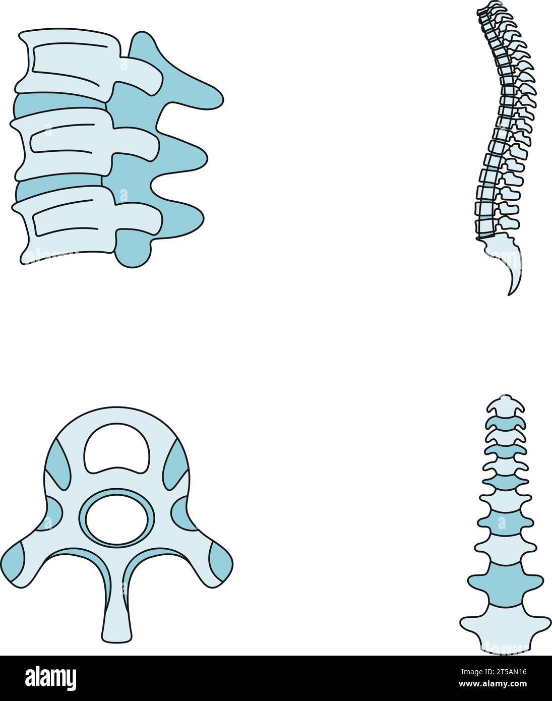 Spine orthopedic vertebra icons set. Outline illustration of 4 spine ...