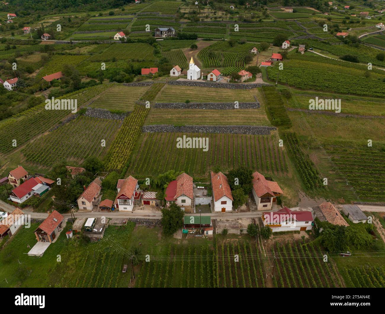 Vineyards and winery on mountain side. Vineyard agricultural fields in ...
