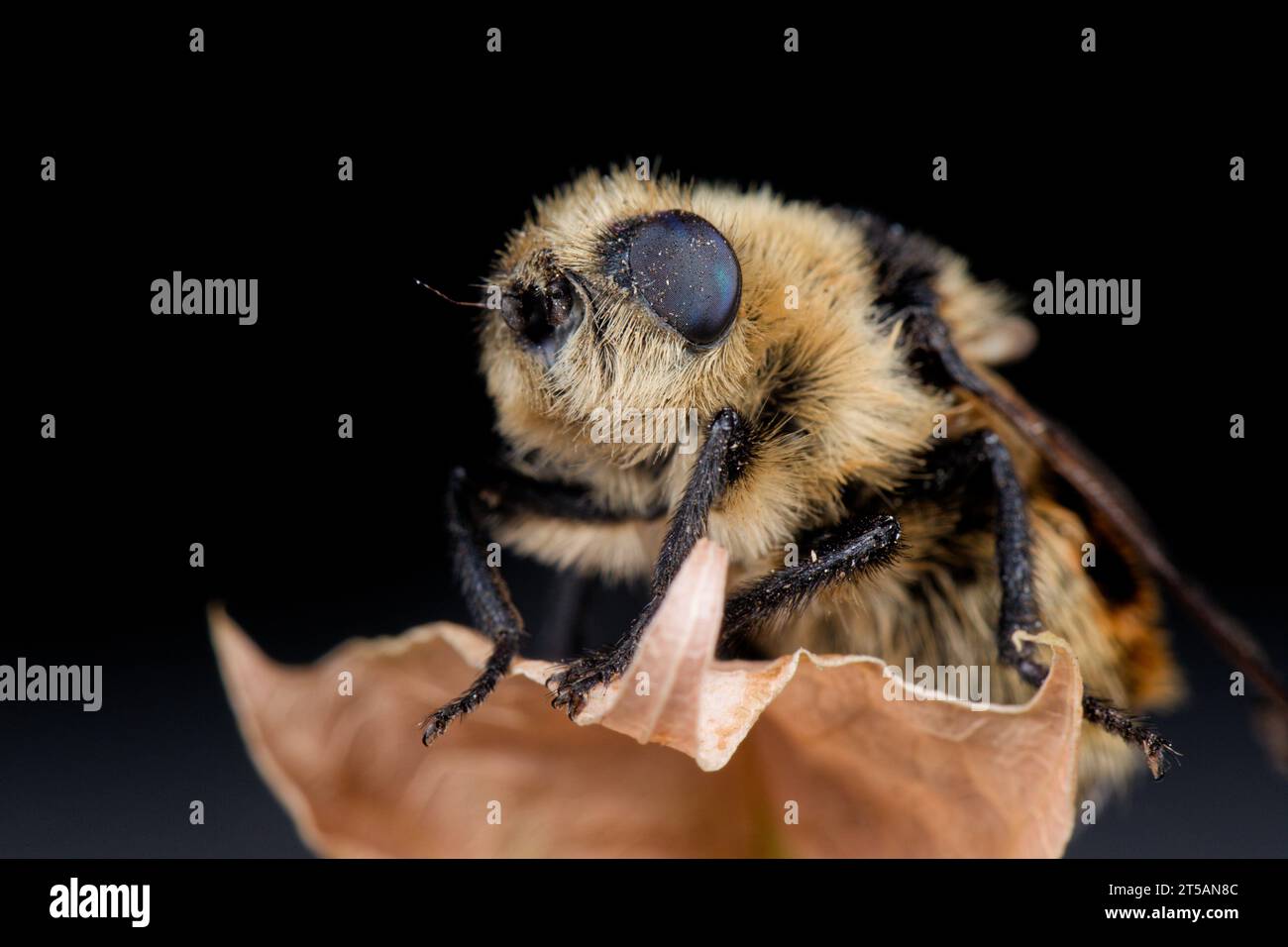 Botfly hi-res stock photography and images - Alamy