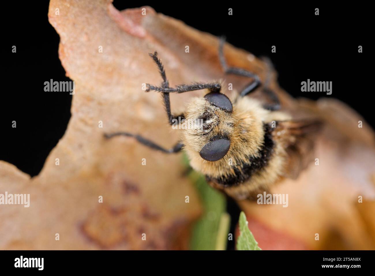 Botfly hi-res stock photography and images - Alamy
