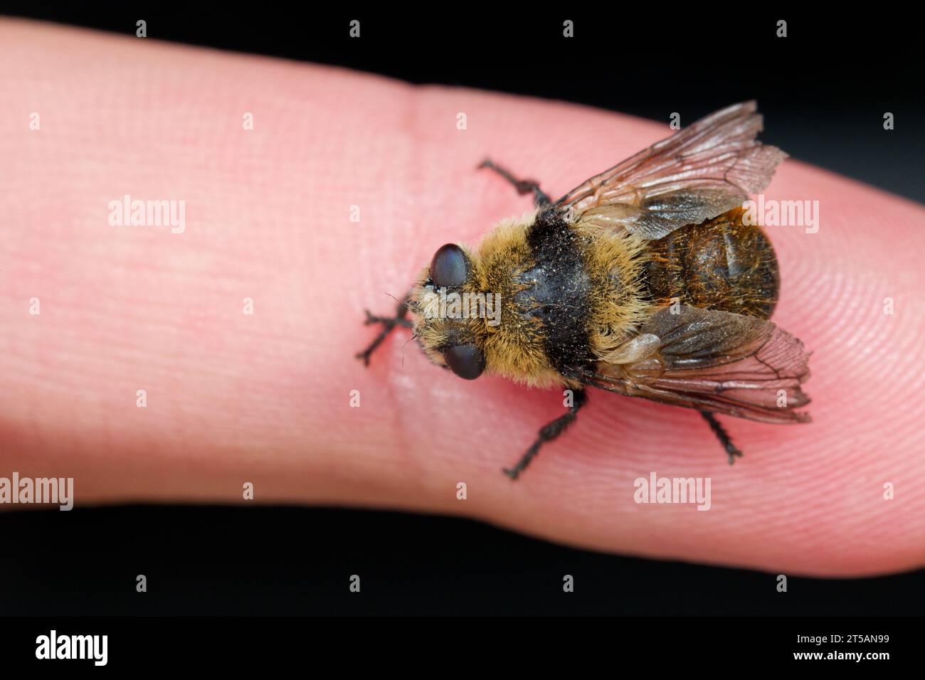 Botfly hi-res stock photography and images - Alamy