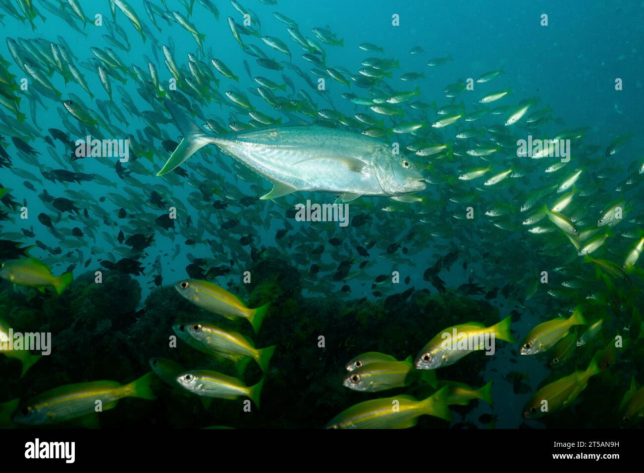 A diver explores the vibrant coral reefs off the coast of Nosy Be ...