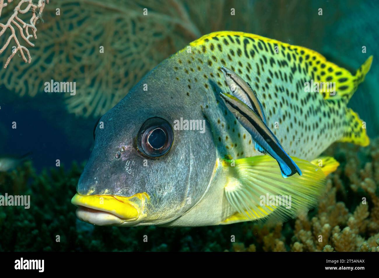 Nosy be marine life hi-res stock photography and images - Alamy