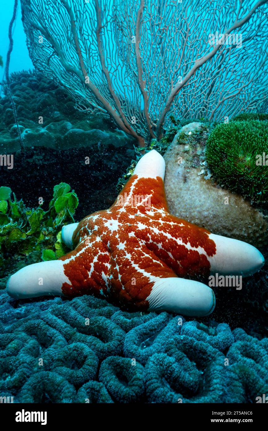 Nosy be marine life hi-res stock photography and images - Alamy