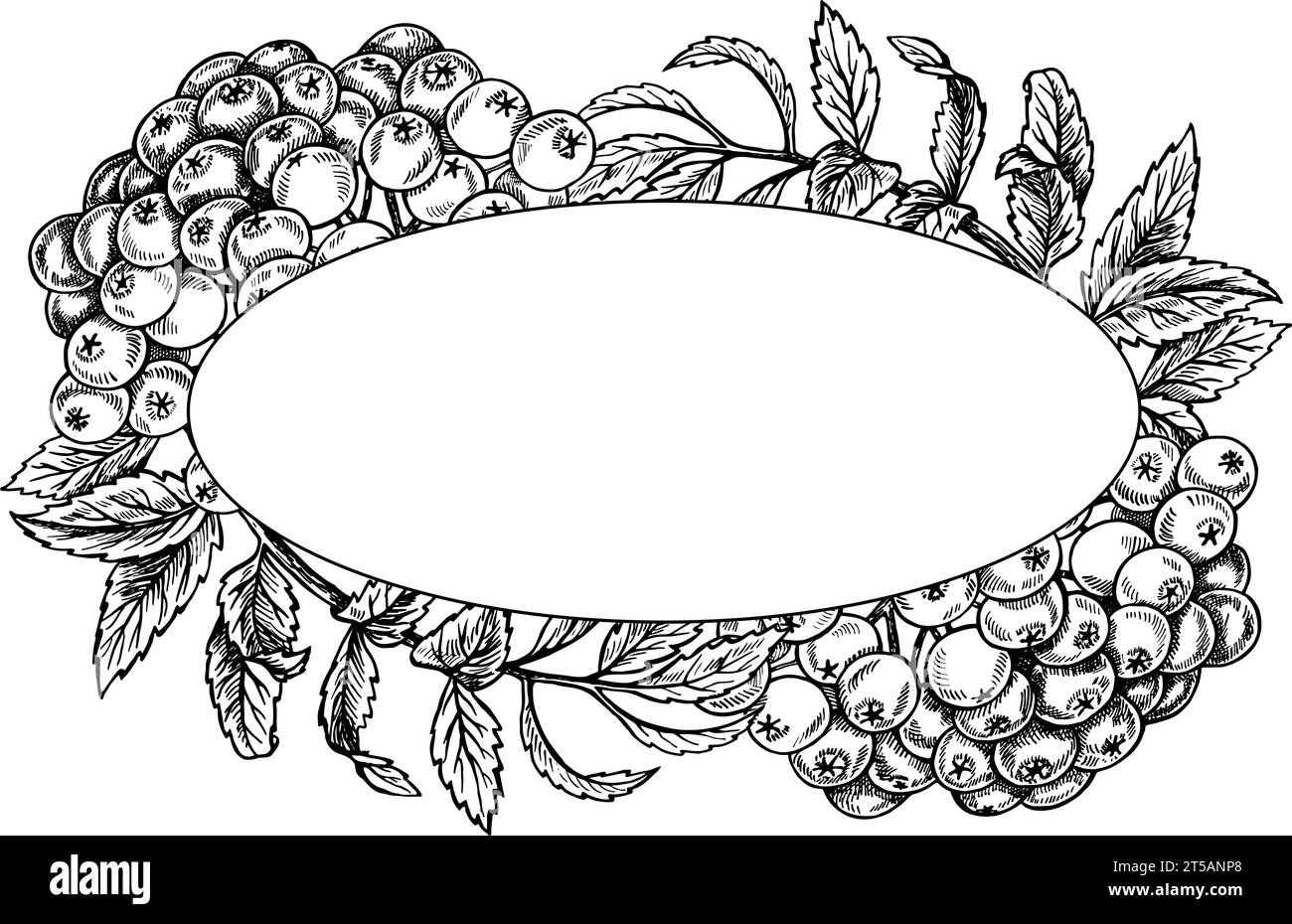 Frame of rowan elements, fruits and leaves, hand drawn black and white ...