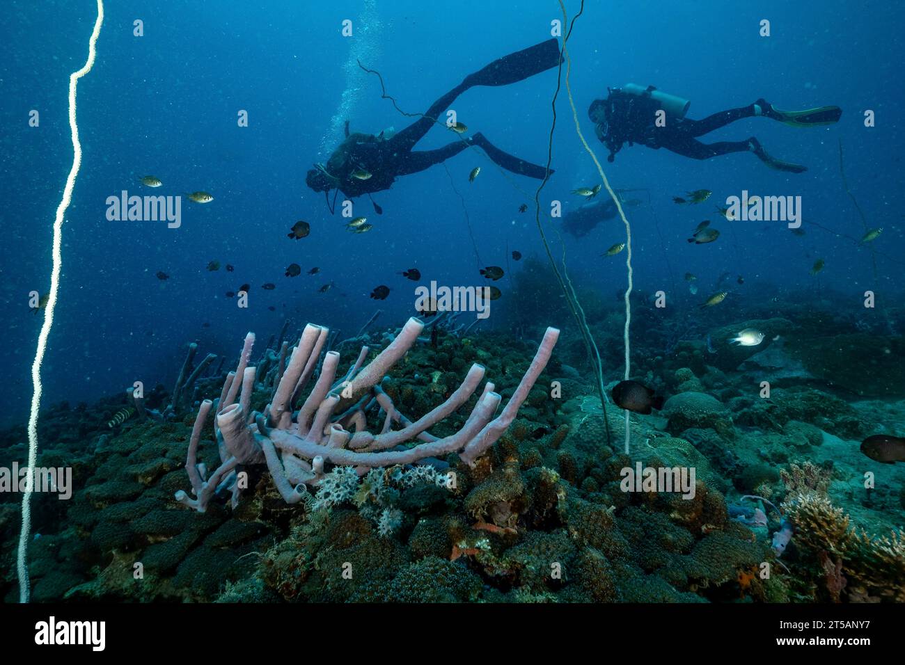 A diver explores the vibrant coral reefs off the coast of Nosy Be ...
