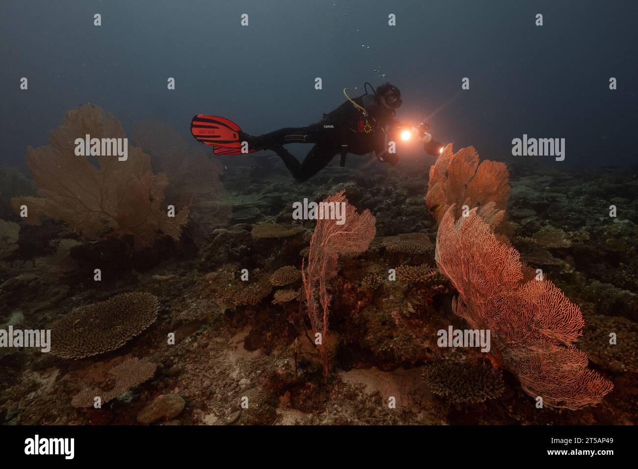 A diver explores the vibrant coral reefs off the coast of Nosy Be ...