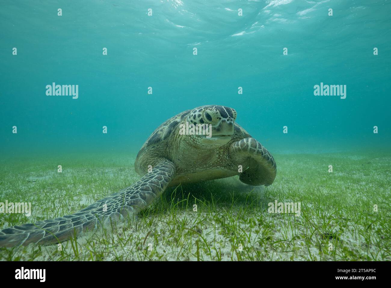scubadiving Indian Ocean Nosy Be Madagascar Stock Photo - Alamy