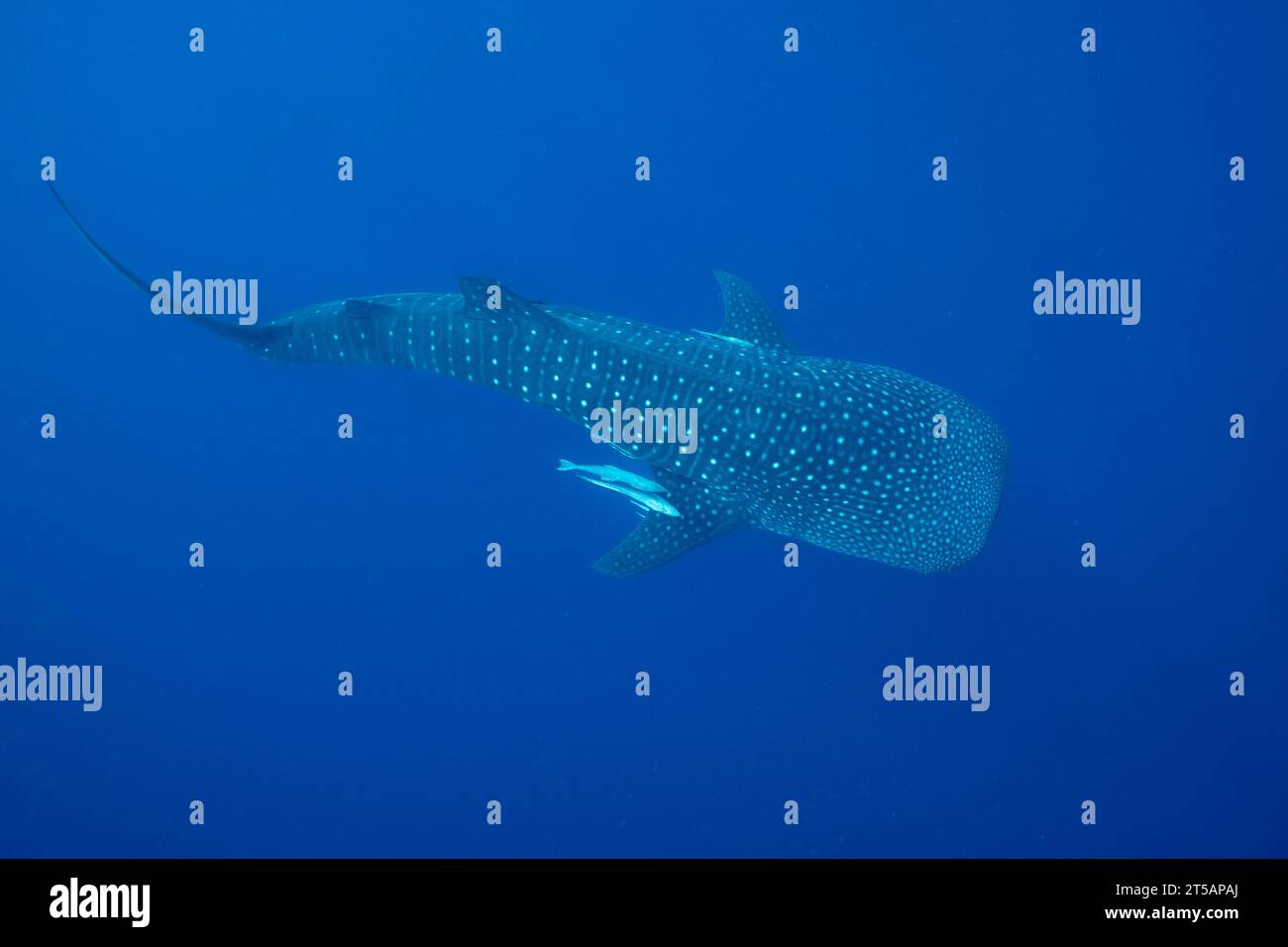 scubadiving Indian Ocean Nosy Be Madagascar Stock Photo - Alamy