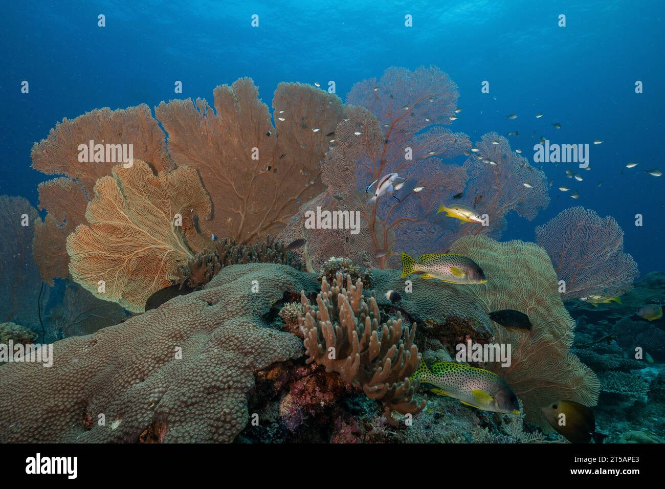 Scubadiving nosy be hi-res stock photography and images - Alamy