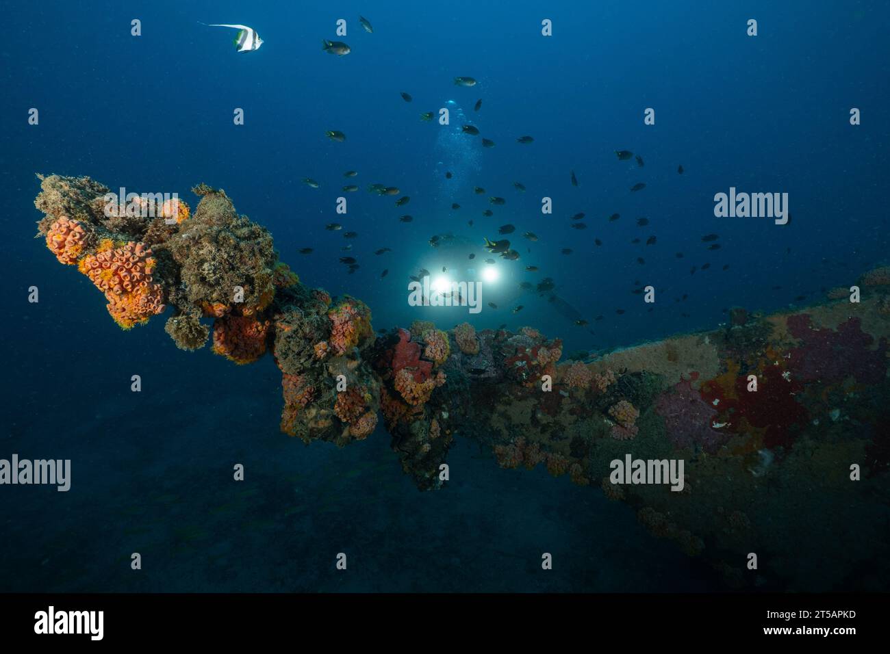 scubadiving Indian Ocean Nosy Be Madagascar Stock Photo - Alamy