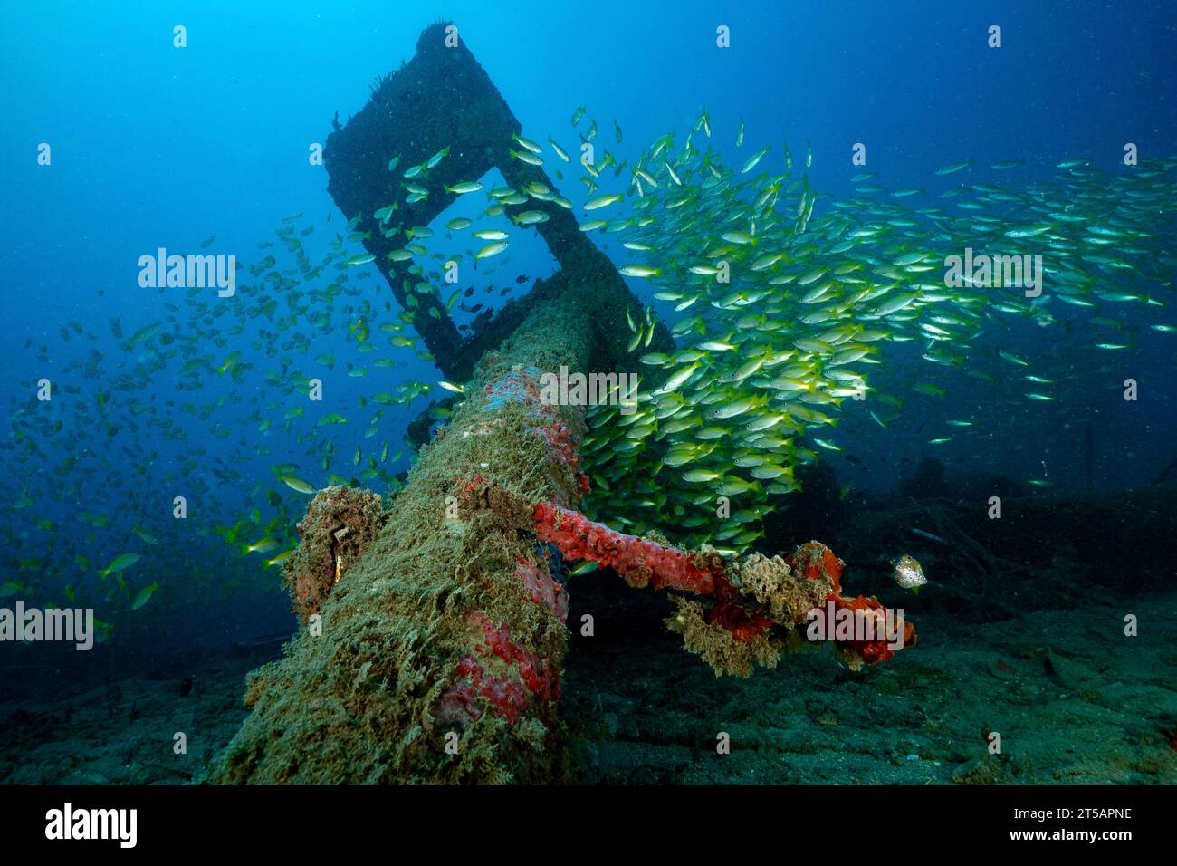 scubadiving Indian Ocean Nosy Be Madagascar Stock Photo - Alamy