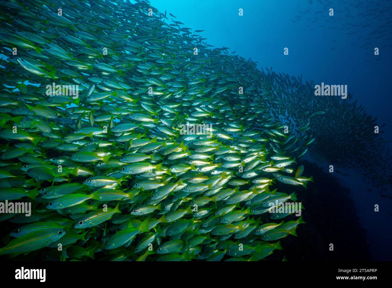 scubadiving Indian Ocean Nosy Be Madagascar Stock Photo - Alamy