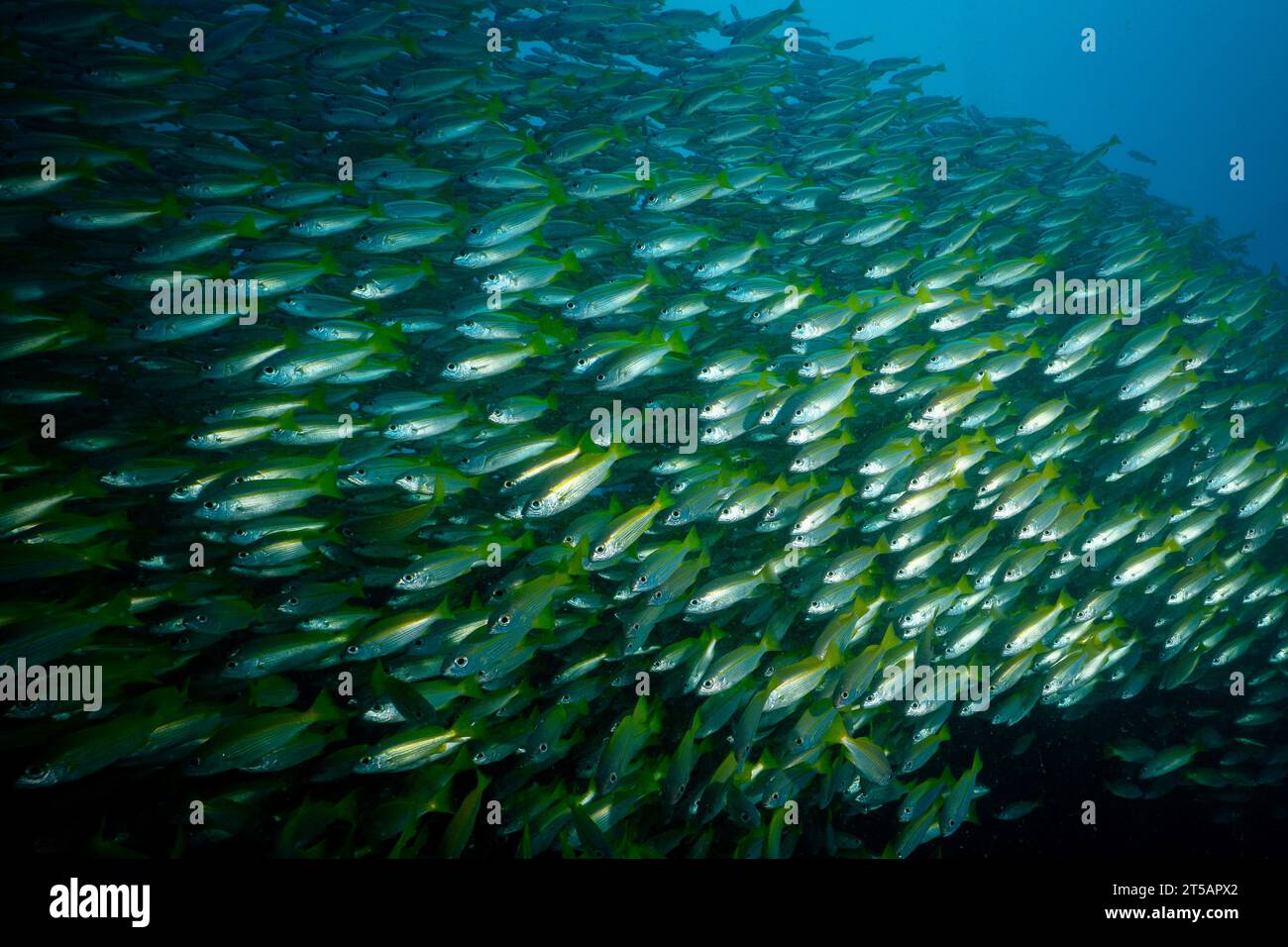 scubadiving Indian Ocean Nosy Be Madagascar Stock Photo - Alamy