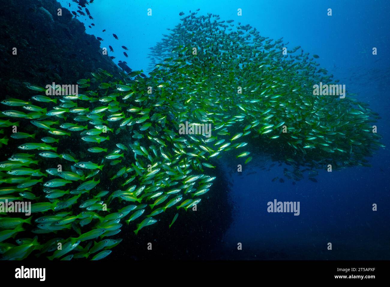 scubadiving Indian Ocean Nosy Be Madagascar Stock Photo - Alamy