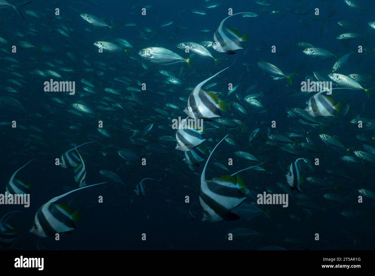 scubadiving Indian Ocean Nosy Be Madagascar Stock Photo - Alamy