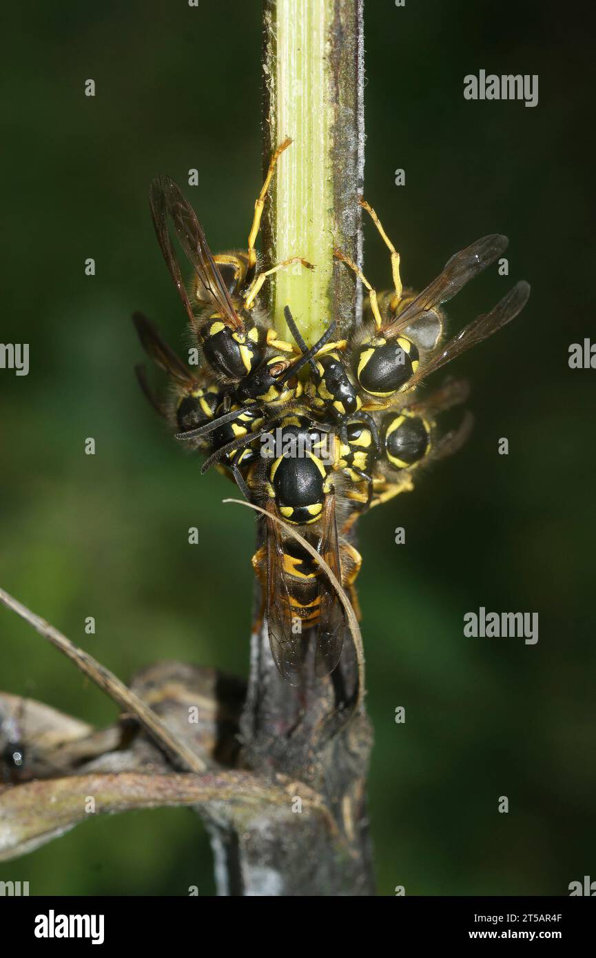 Natural closeup on an aggregation of he common European paper wasps ...