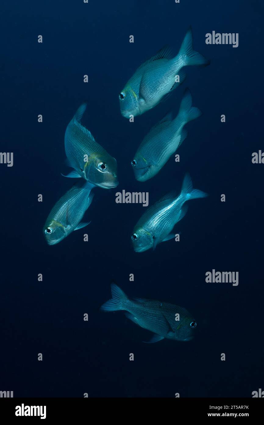 scubadiving Indian Ocean Nosy Be Madagascar Stock Photo - Alamy