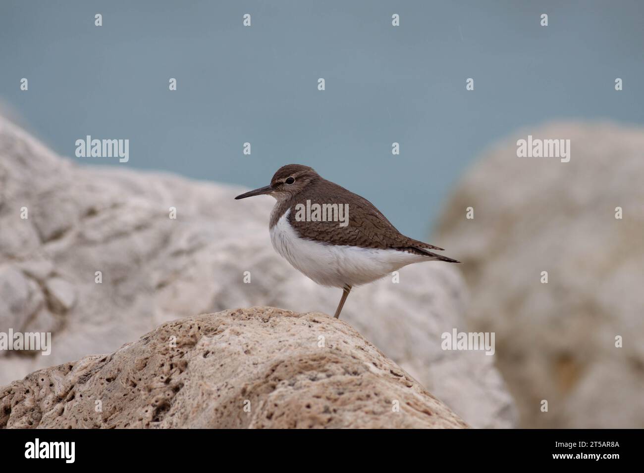 Little bird in the wilderness Stock Photo - Alamy