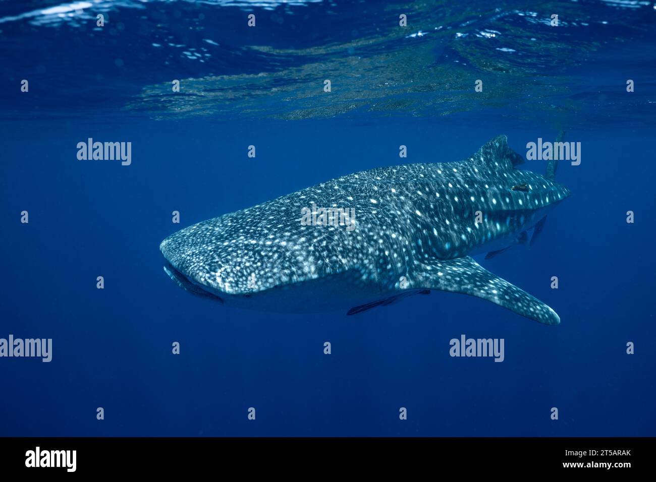 scubadiving Indian Ocean Nosy Be Madagascar Stock Photo - Alamy