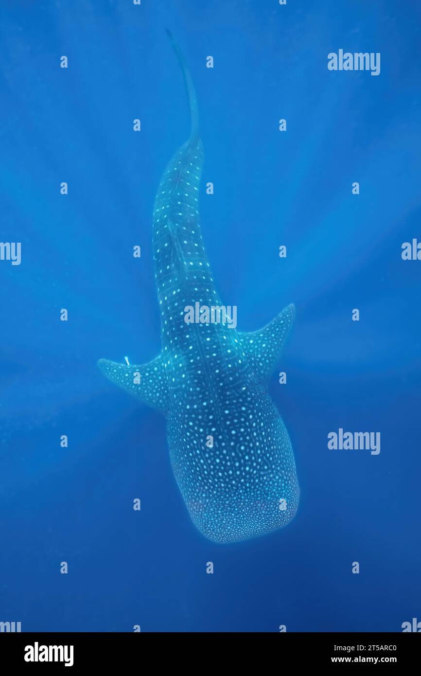 scubadiving Indian Ocean Nosy Be Madagascar Stock Photo - Alamy