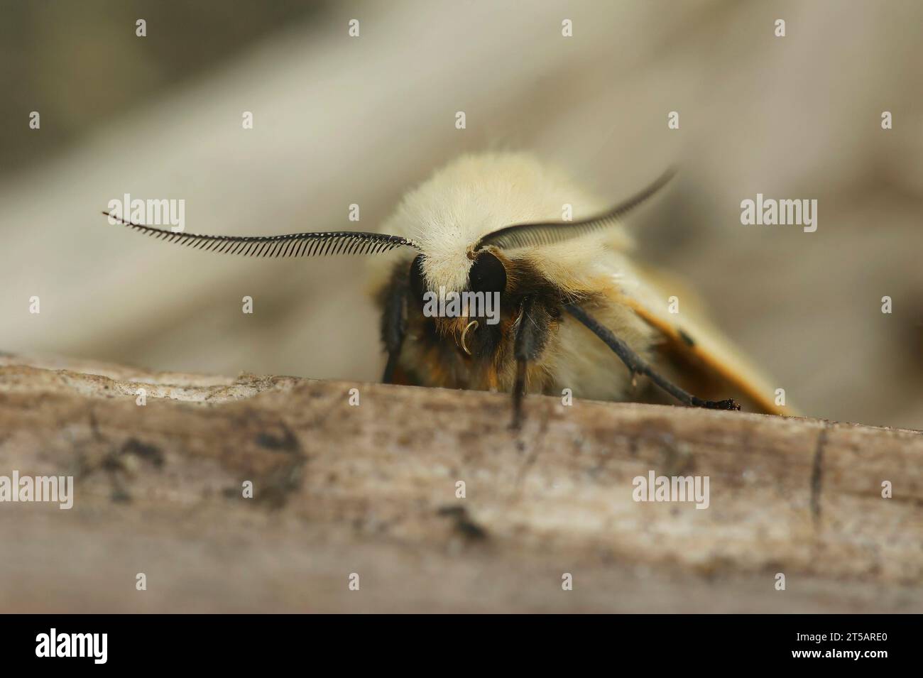 Natural facial closeup on the yellow colorede buff ermine moth ...